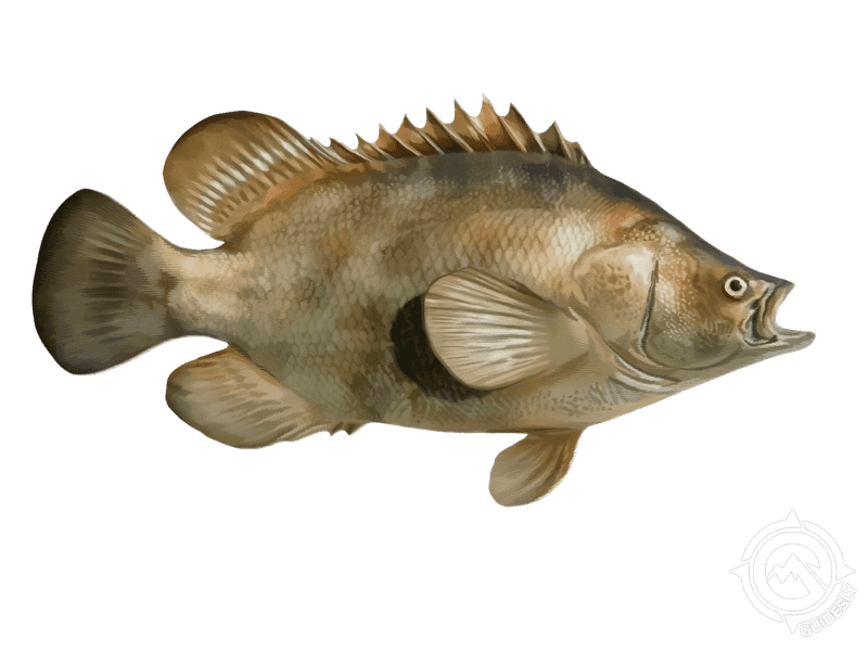 Learn About the Tripletail – Fishing | Guidesly