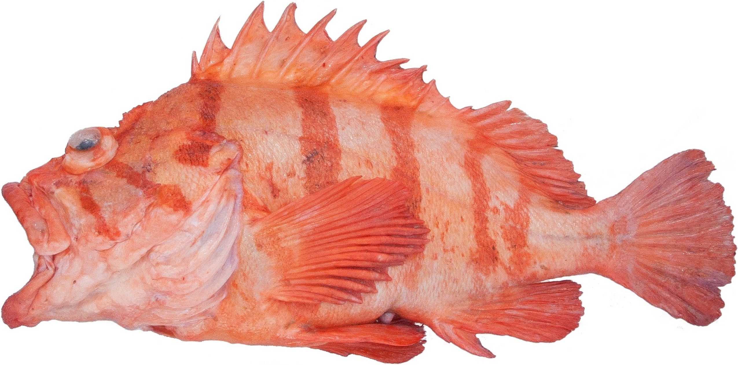 Learn About the Tiger Rockfish – Fishing