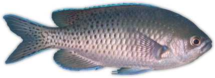 Learn About the Blacksmith – Fishing