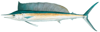 Learn About the Shortbill Spearfish – Fishing | Guidesly