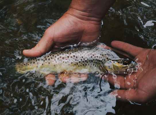 The Best Practices to Safely Catch and Release Fish | Guidesly