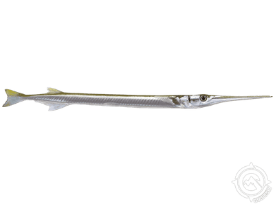 Learn About the Atlantic Needlefish – Fishing | Guidesly