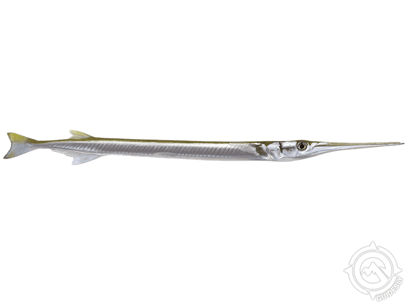 Learn About the Atlantic Needlefish – Fishing | Guidesly