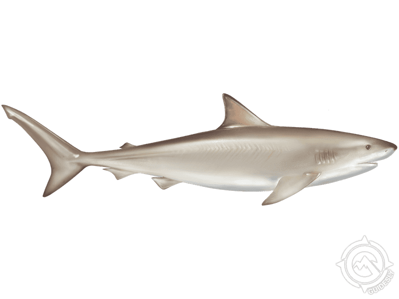 Learn About the Blacknose Shark – Fishing | Guidesly