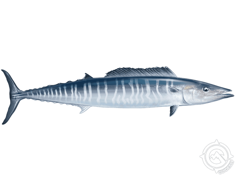 Learn About the Wahoo Fish – Fishing