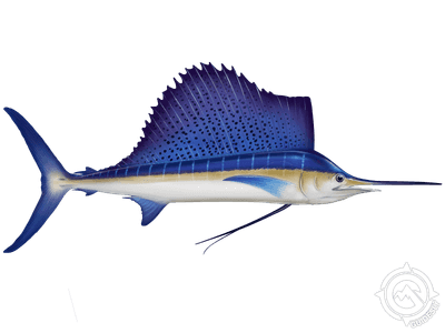 Learn About the Atlantic Sailfish – Fishing