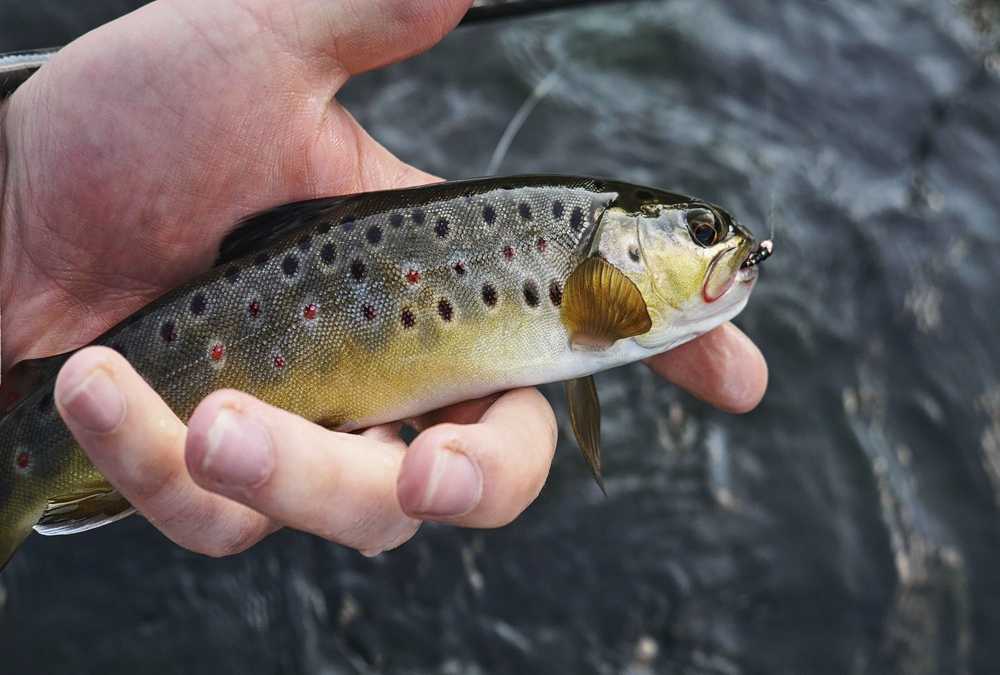 Learn About the Brown Trout – Fishing