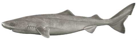 Learn About the Greenland Shark – Fishing