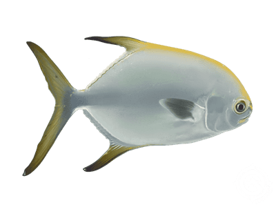 Learn About the Permit – Fishing