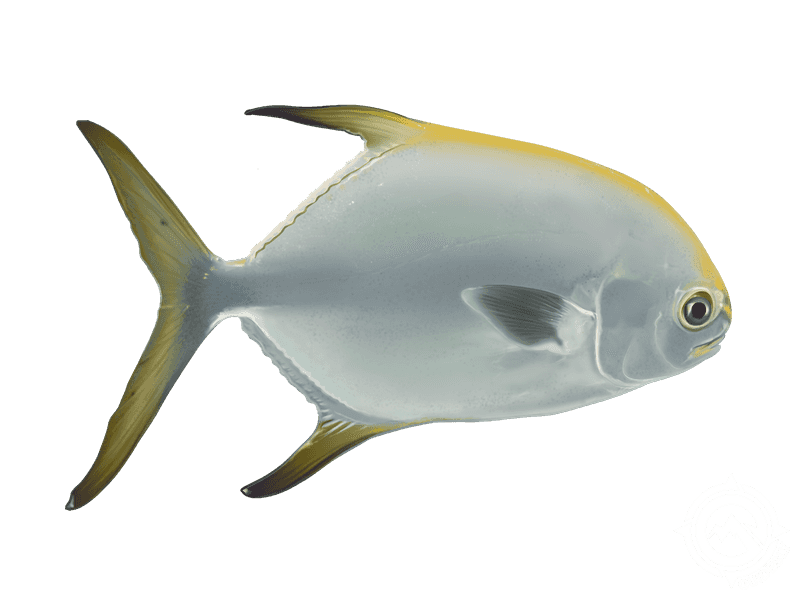 Learn About the Permit – Fishing