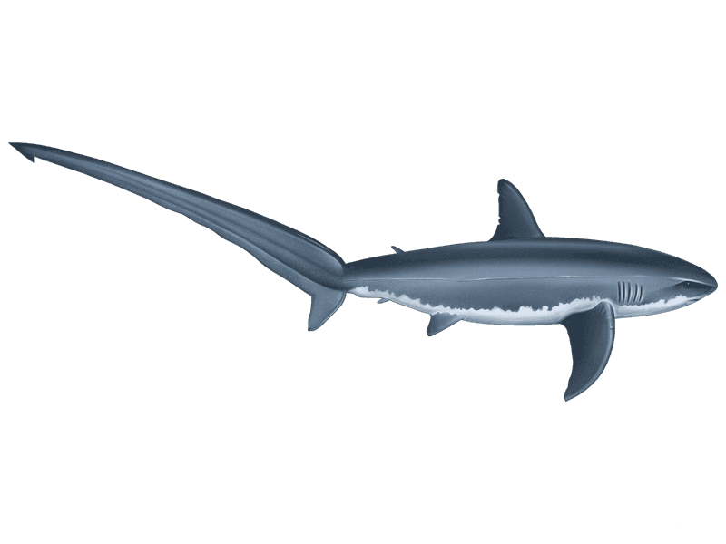 Learn About the Thresher Shark – Fishing | Guidesly