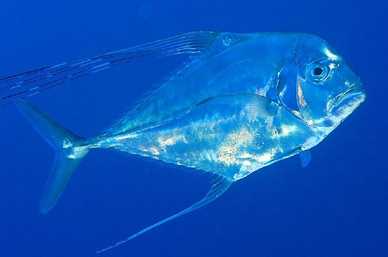 Learn About the African Pompano – Fishing