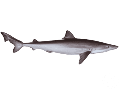 Learn About the Tope Shark – Fishing