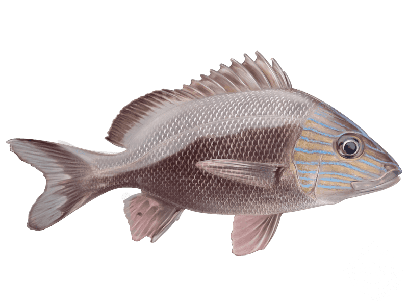 Learn About the White Grunt – Fishing