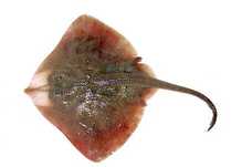 Learn About the Starry Ray – Fishing