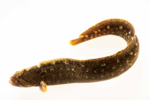 Learn About the Monkeyface Prickleback – Fishing