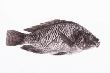 Learn About the Mexican Mojarra – Fishing