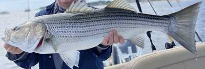 Learn About the Striped Bass – Fishing