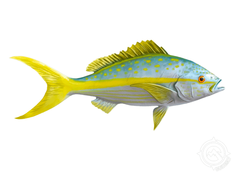 Learn About the Yellowfin – Fishing