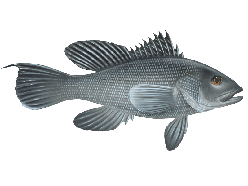 Learn About the Sea Bass – Fishing