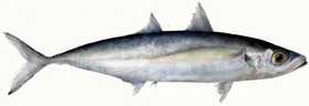 Learn About the Mackerel Scad – Fishing