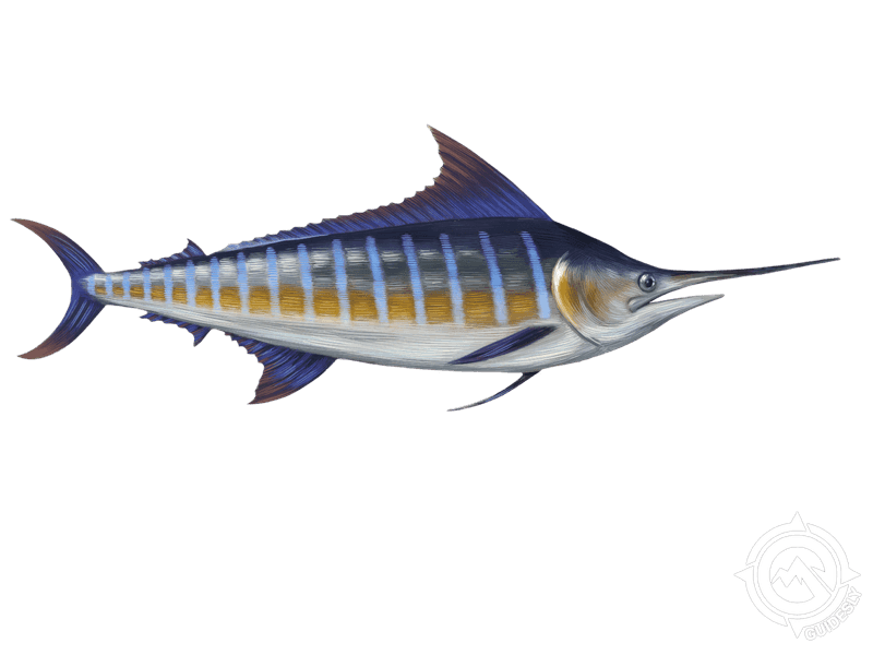 Learn About the Blue Marlin – Fishing