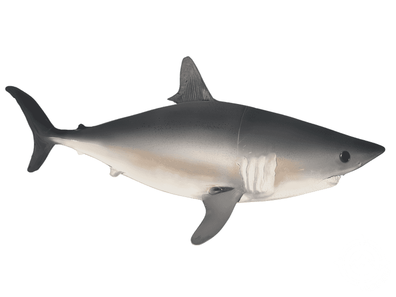 Learn About the Porbeagle Shark – Fishing