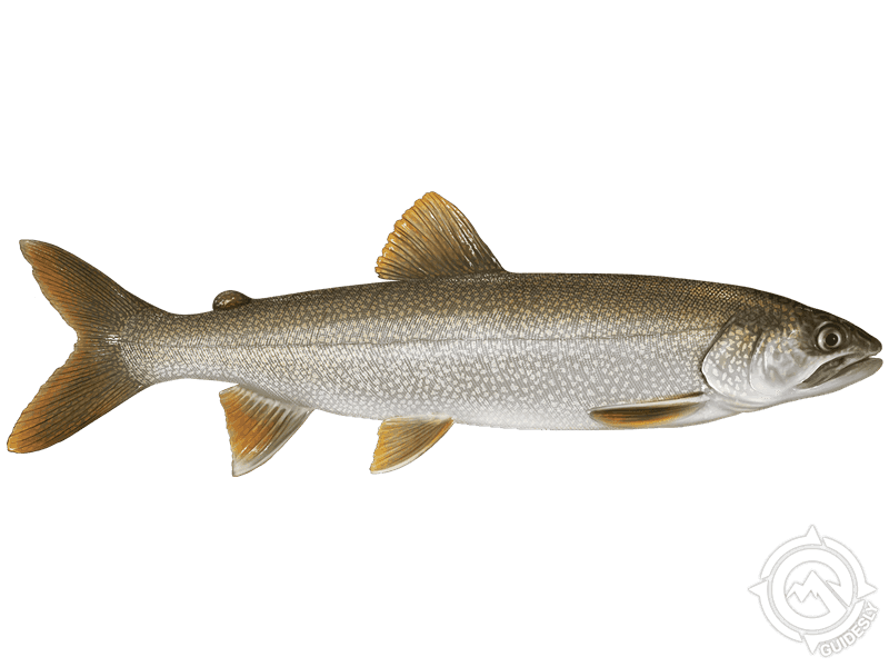 Learn About the Lake Trout – Fishing