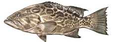 Learn About the Broomtail Grouper – Fishing