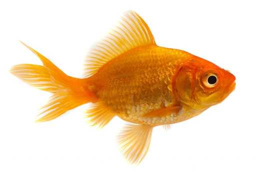 Learn About the Goldfish – Fishing