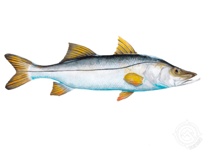 Learn About the Snook - Fishing | Guidesly