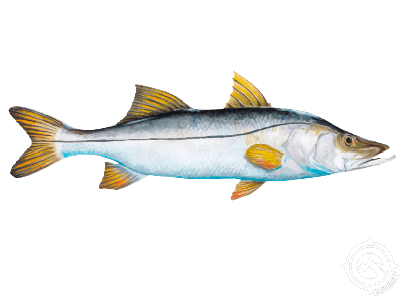 Learn About the Snook - Fishing | Guidesly