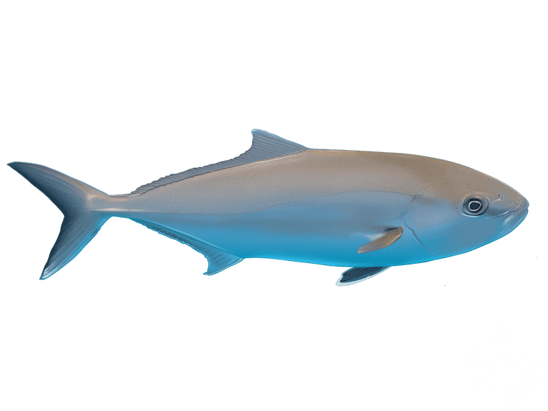 Learn About the Greater Amberjack – Fishing