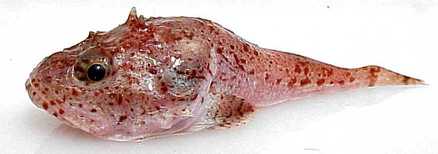 Learn About the Spinyhead Sculpin – Fishing