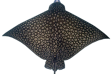 Learn About the Whitespotted Eagle Ray – Fishing