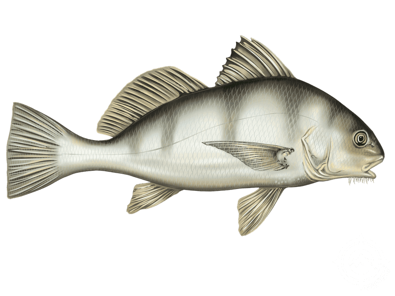 Learn About the Black Drum – Fishing