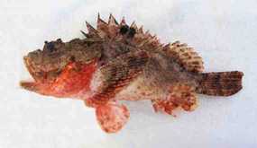 Learn About the Pacific Spotted Scorpionfish – Fishing | Guidesly
