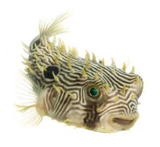 Learn About the Striped Burrfish – Fishing | Guidesly
