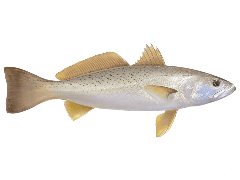 Learn About the White Weakfish – Fishing