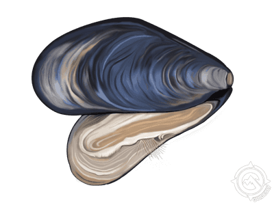 Blue Mussels- Fishing, Ecosystem, and more