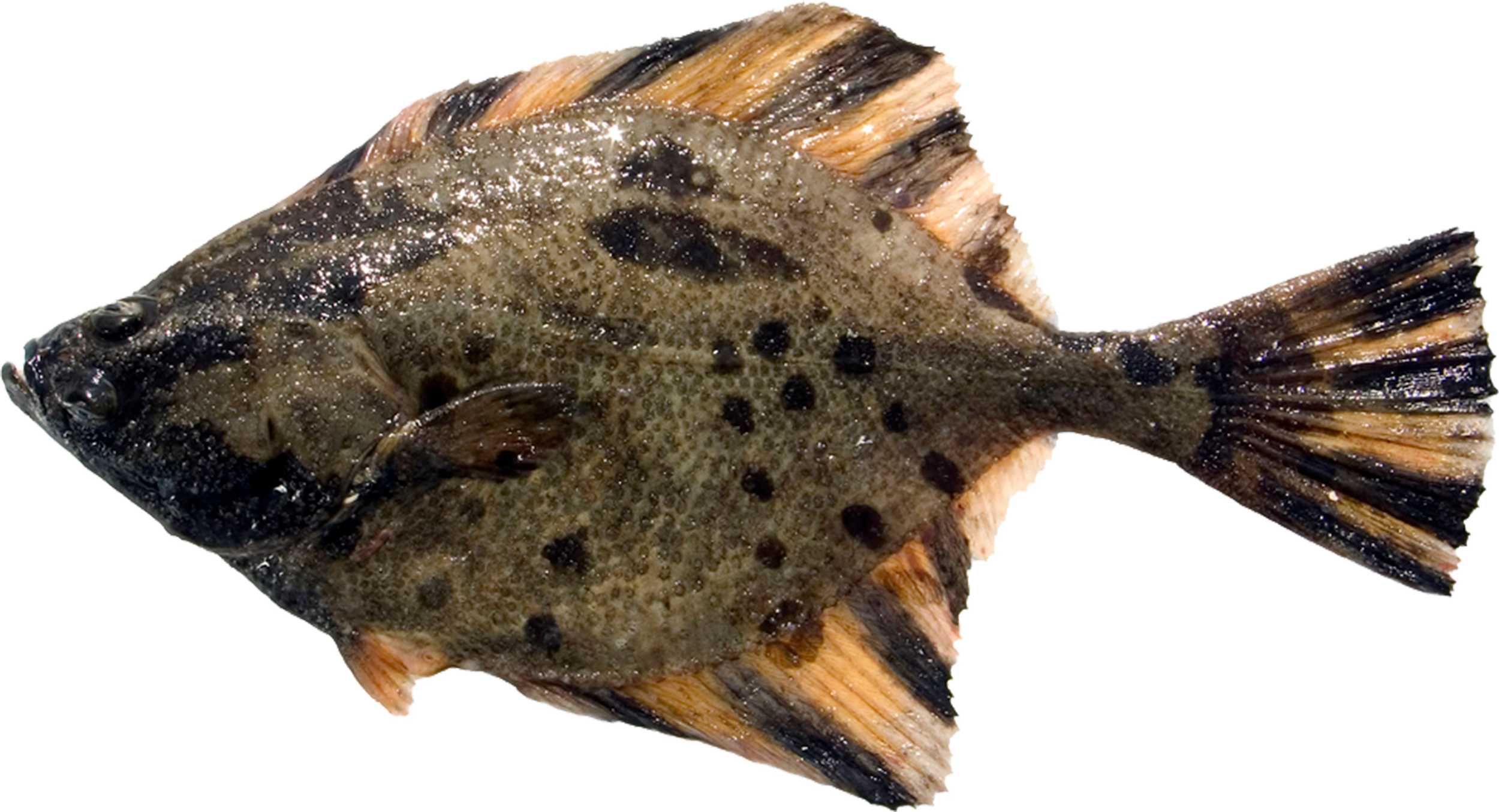 Learn About the Starry Flounder – Fishing