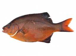 Learn About the Striped Seaperch – Fishing