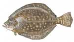 Learn About the Southern Flounder – Fishing