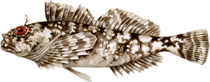 Learn About the Cabezon – Fishing