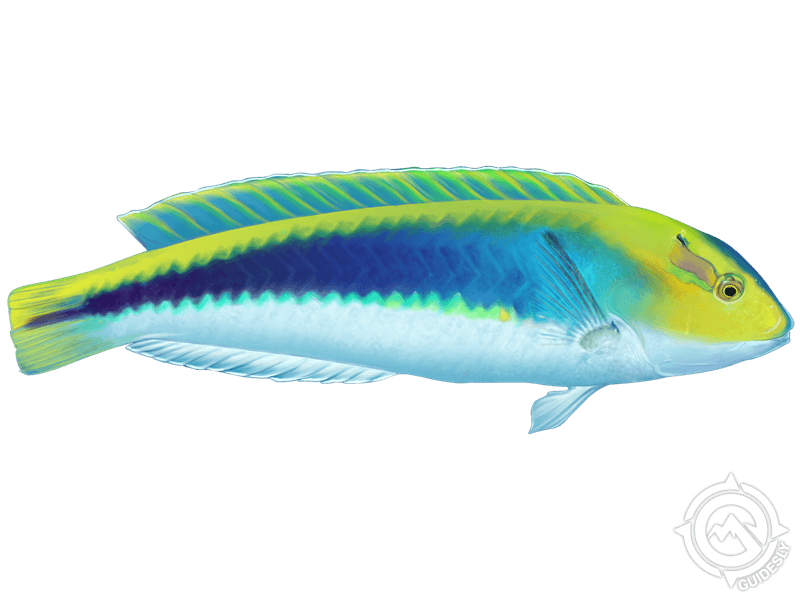 Learn About the Yellowcheek Wrasse – Fishing | Guidesly