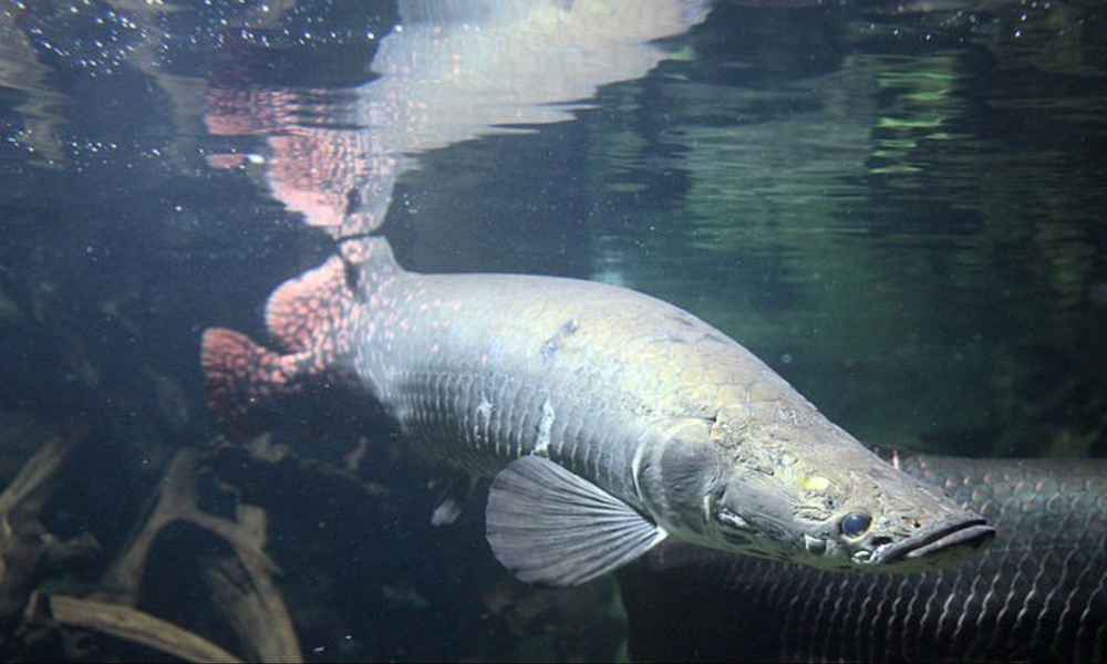 Arapaima: Are They Dangerous? | Guidesly