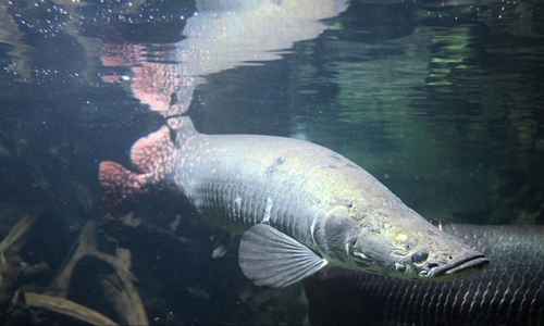 Arapaima: Are They Dangerous? | Guidesly