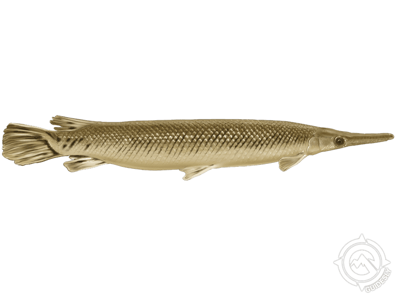 Learn About the Alligator Gar – Fishing | Guidesly