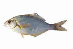 Learn About the White Seaperch – Fishing