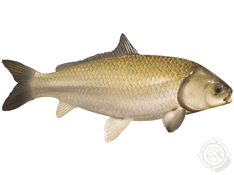 Learn About the Bigmouth Buffalo – Fishing